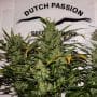 Blue Auto Mazar Seeds - Blueberry x Mazar Hybrid | Dutch Passion