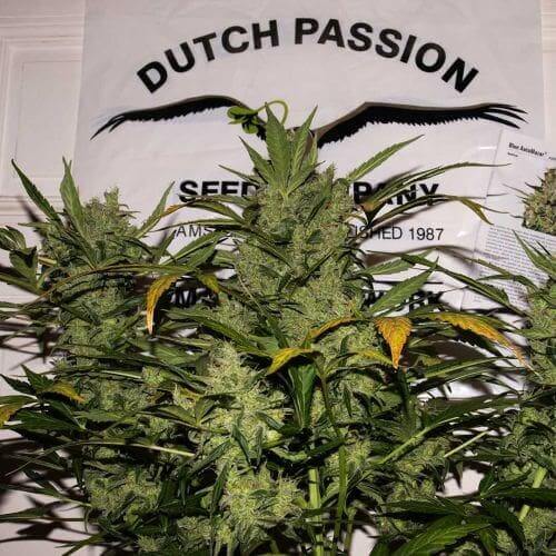 Blue Auto Mazar Seeds - Blueberry x Mazar Hybrid | Dutch Passion