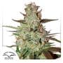 Blue Auto Mazar Seeds - Blueberry x Mazar Hybrid | Dutch Passion