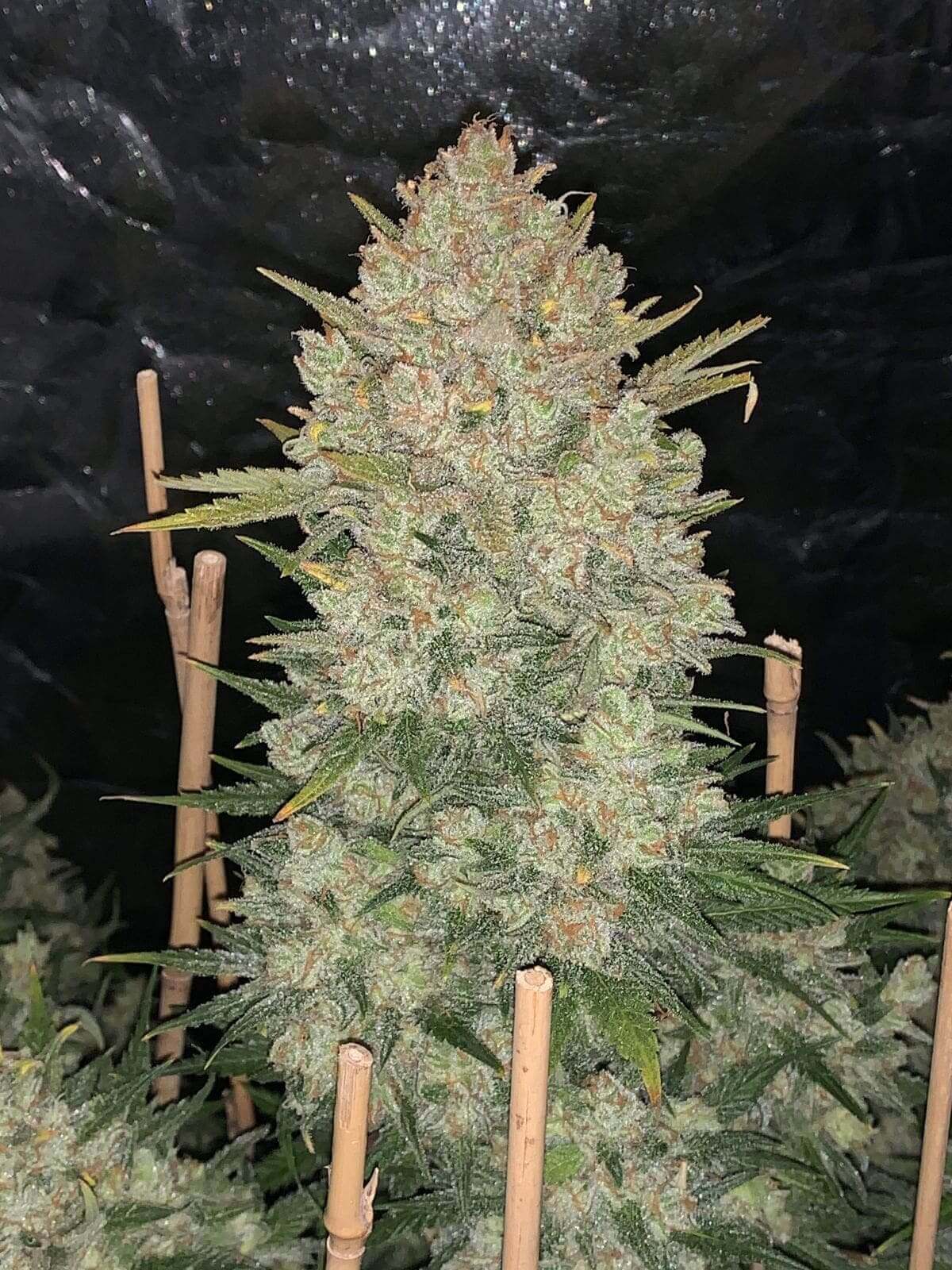 OG Kush Genetics Autoflower - Legendary Essence | FastBuds