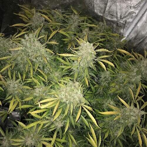 CBD Auto Seeds - High-CBD, Low-THC Genetics | Dutch Passion