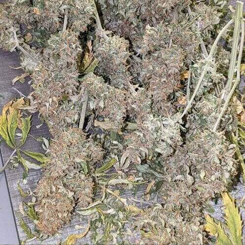 CBD Auto Seeds - High-CBD, Low-THC Genetics | Dutch Passion