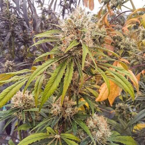 CBG-Force Seeds - CBG-Rich Genetics | Dutch Passion Seeds