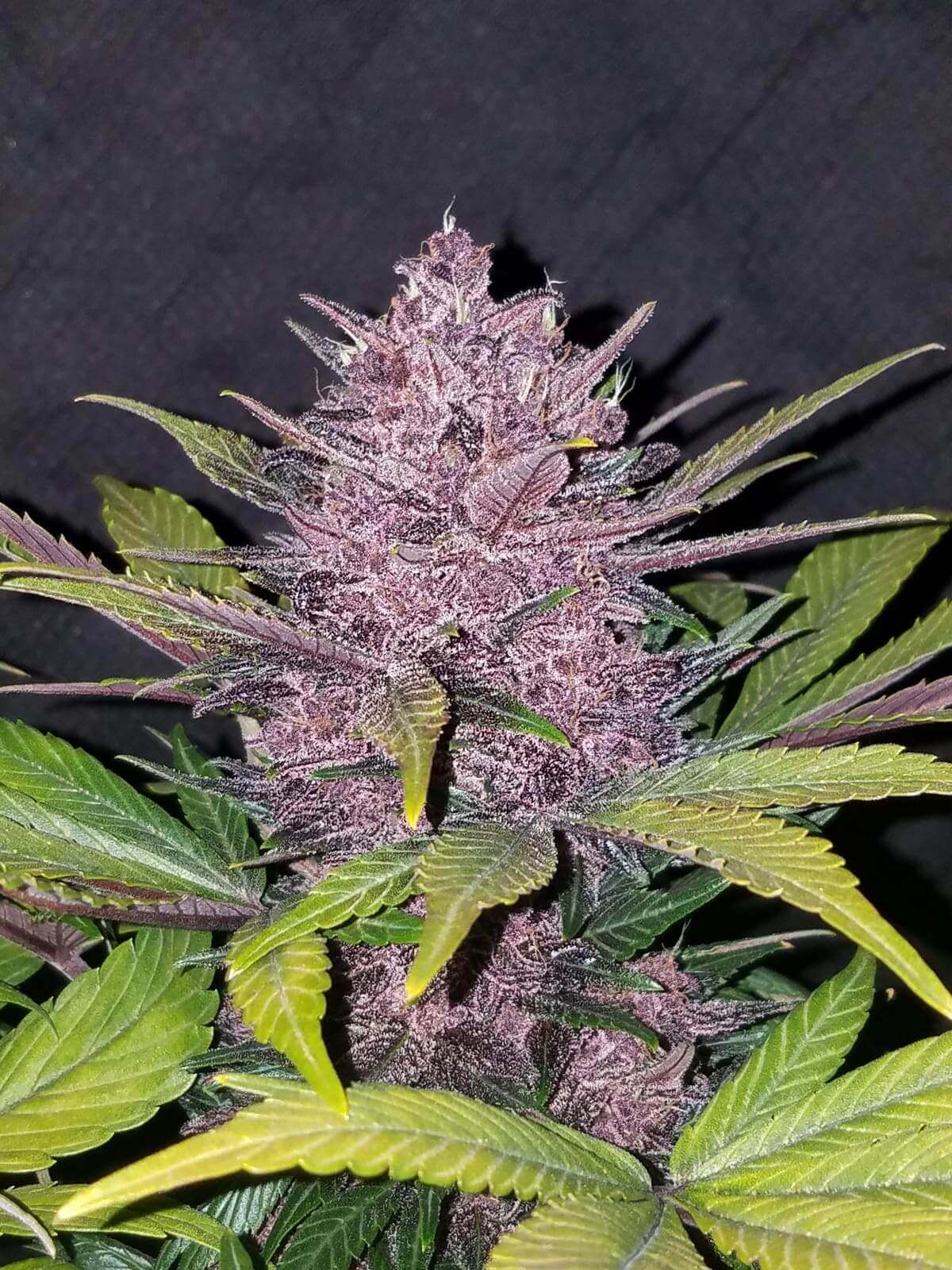 Blackberry Seeds Autoflower - Robust Genetics | FastBuds