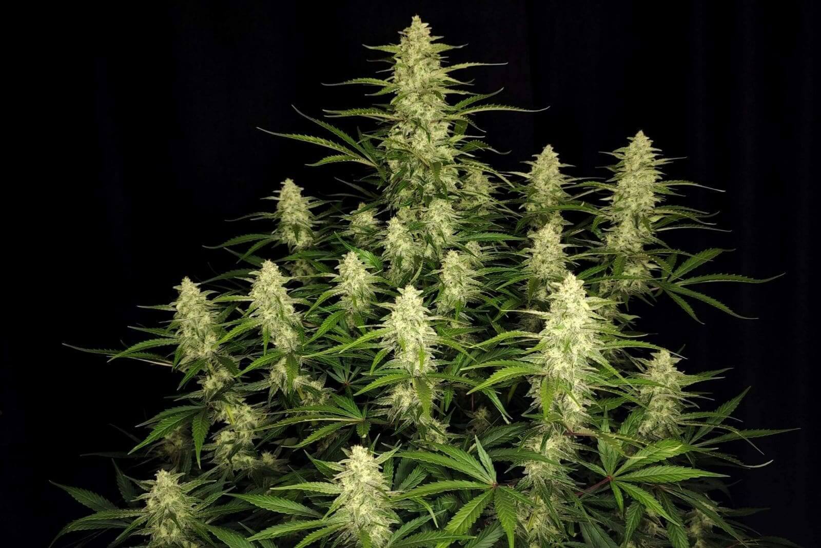 Papaya Cookies Seeds Autoflower - Exotic Terpenes | FastBuds