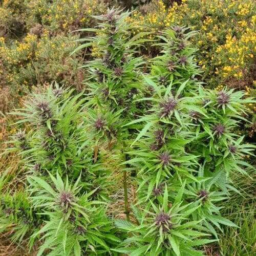 Durban Dew Seeds - Durban Poison Fusion | Dutch Passion