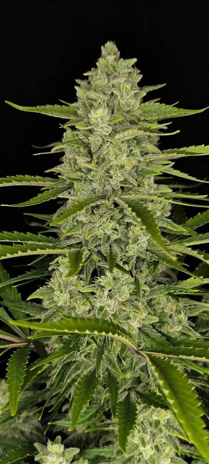 Papaya Cookies Seeds Autoflower - Exotic Terpenes | FastBuds