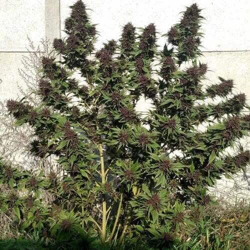 Frisian Duck Seeds - Unique Leaf Genetics | Dutch Passion