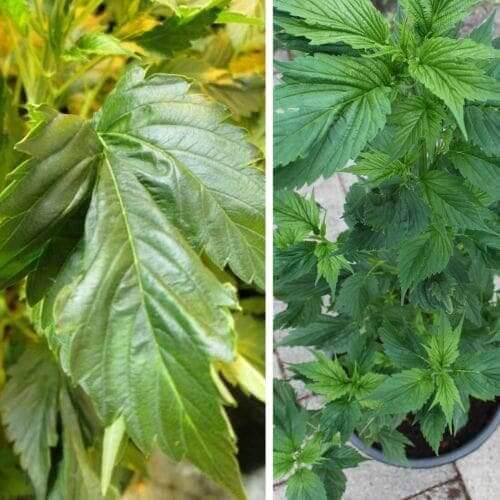 Frisian Duck Seeds - Unique Leaf Genetics | Dutch Passion