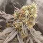 Mokum's Tulip Seeds - Gelato/Sherbet Genetics | Dutch Passion