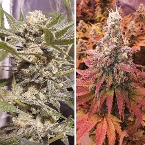 Master Kush Seeds - Pure Indica Genetics | Dutch Passion