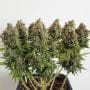 Mazar Seeds - Afghani x Skunk #1 Genetics | Dutch Passion