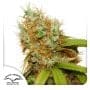 Mazar Seeds - Afghani x Skunk #1 Genetics | Dutch Passion