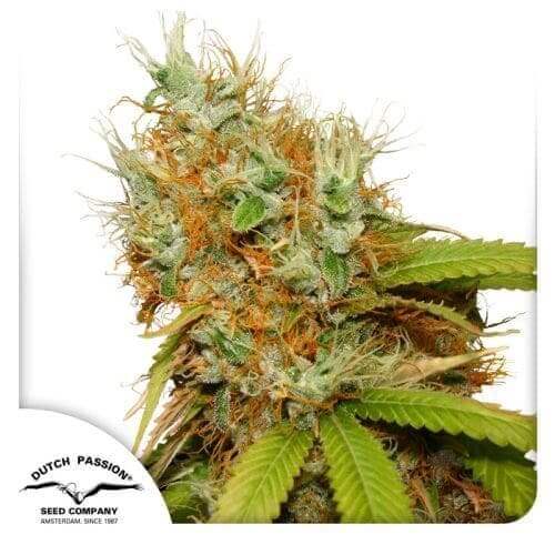 Mazar Seeds - Afghani x Skunk #1 Genetics | Dutch Passion