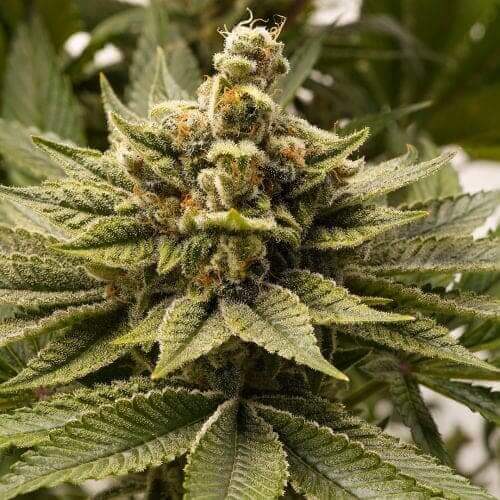 Melonade Runtz Seeds - Exquisite Genetics | Dutch Passion