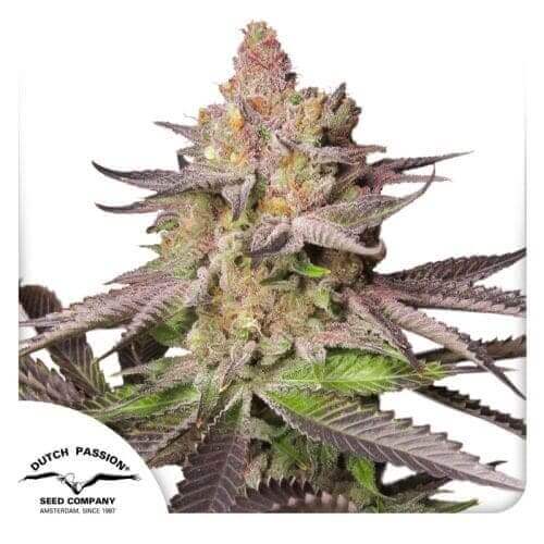 Melonade Runtz Seeds - Exquisite Genetics | Dutch Passion