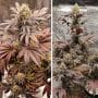 Mokum's Tulip Seeds - Gelato/Sherbet Genetics | Dutch Passion
