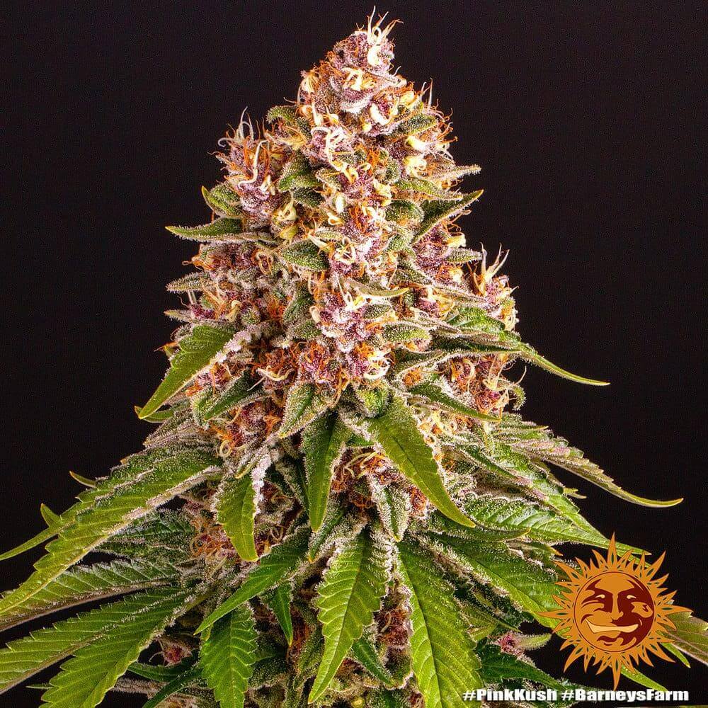 Pink Kush Seeds - Vanilla Aroma & Dense Buds | Barney's Farm