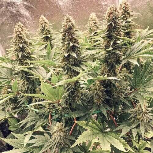 Power Plant High-yield Seeds - 1990s Genetics | Dutch Passion