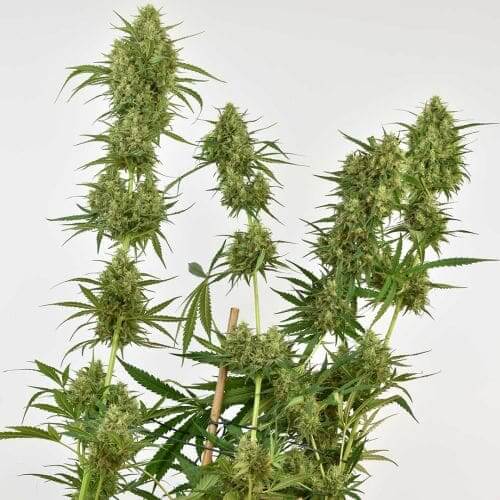 Snow Bud Seeds - Seeds & Clones