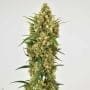 Snow Bud Seeds - Seeds & Clones