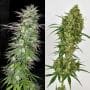 Snow Bud Seeds - Resilient Genetics | Dutch Passion Seeds