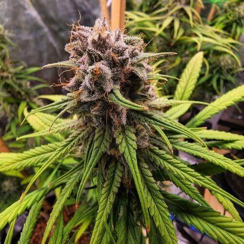 Strawberry Cough Seeds - Seeds & Clones