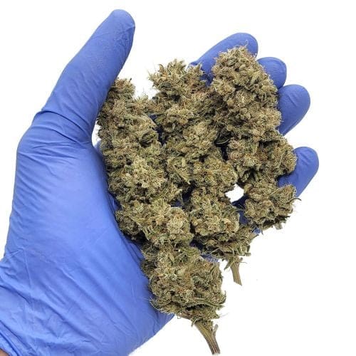 Strawberry Cough Seeds - Seeds & Clones