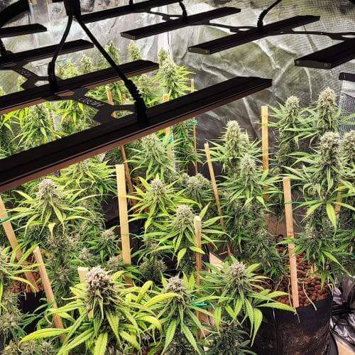 Strawberry Cough Seeds - Seeds & Clones