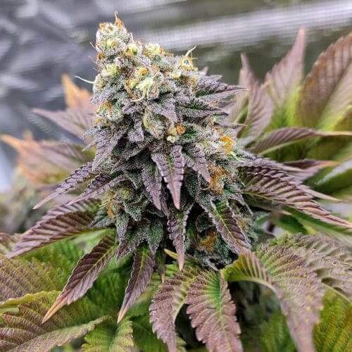 Tropical Tangie Seeds - 65 Days Genetics | Dutch Passion