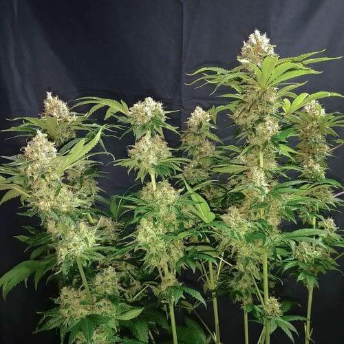 Tropical Tangie Seeds - 65 Days Genetics | Dutch Passion