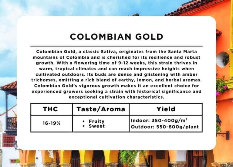 Colombian Gold Seeds - Premium Strain, Feminized | Origin Seed Co