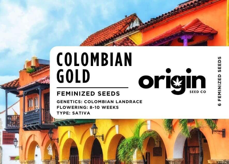 Colombian Gold Seeds - Premium Strain, Feminized | Origin Seed Co