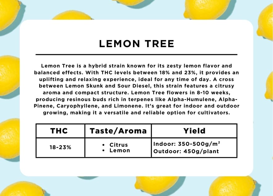 Lemon Tree Seeds - Organic Citrus Growth | Origin Seed Co