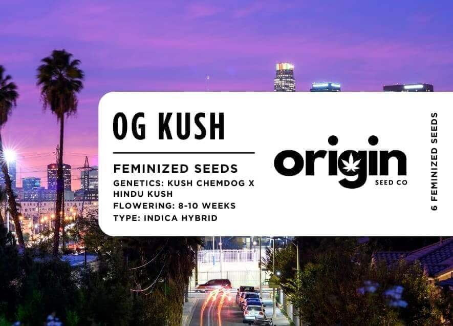 Buy Premium OG Kush Seeds Online | High-Quality Cannabis