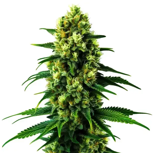 Colombian Gold Seeds - Premium Strain, Feminized | Origin Seed Co