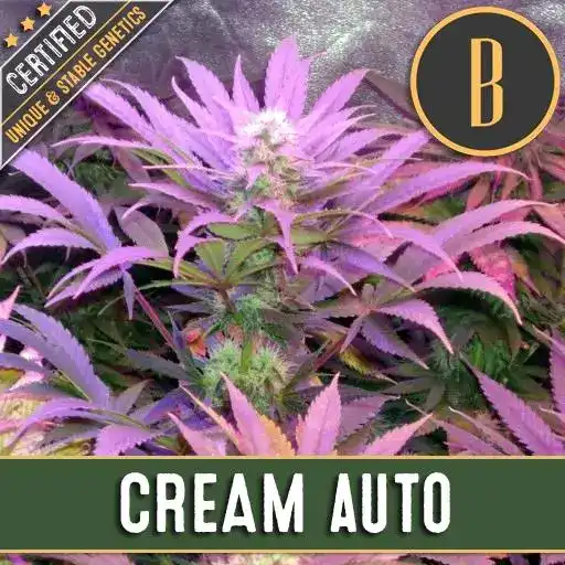 Cream Seeds Autoflower - Rich Genetics | Blimburn Seeds