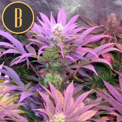 Cream Seeds Autoflower - Rich Genetics | Blimburn Seeds