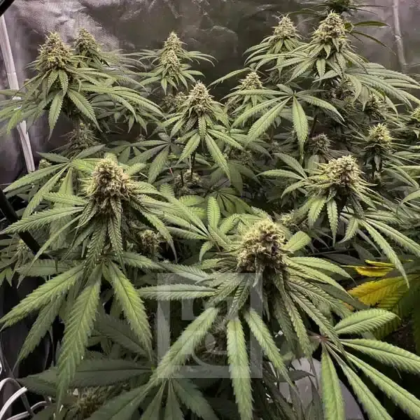 Cafe Racer Seeds - Granddaddy Genetics | Blimburn Seeds