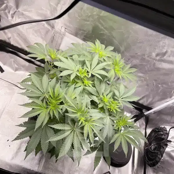 Cafe Racer Seeds - Granddaddy Genetics | Blimburn Seeds