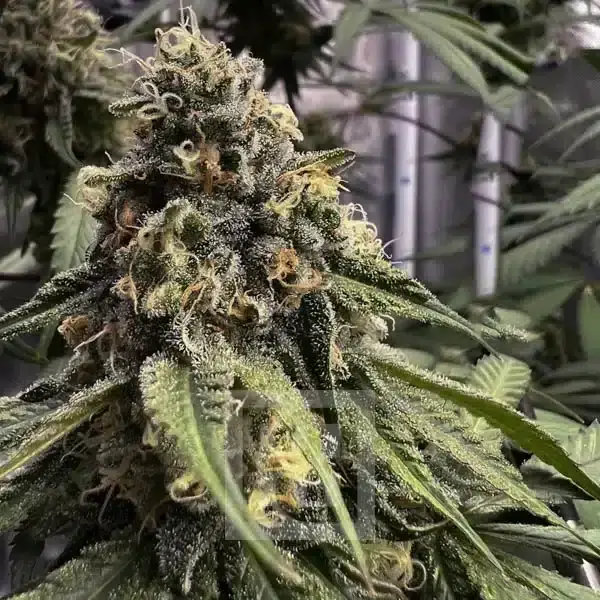Cafe Racer Seeds - Granddaddy Genetics | Blimburn Seeds