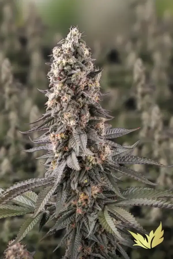 El Dorado OG Feminized Seeds - Premium Strain | Paradise Seeds