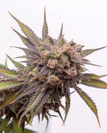 Mimosa Seeds Autoflower - Clementine x Purple Punch | Grower's Choice