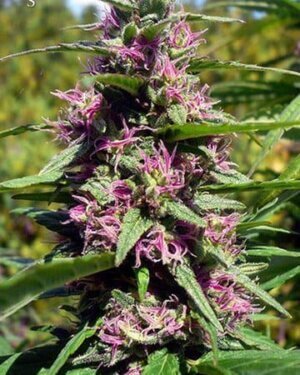 Panama Red Seeds - Pure Sativa Genetics | Grower's Choice