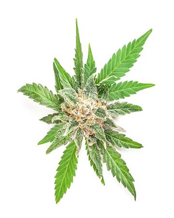 Bruce Banner #3 - Seeds & Clones