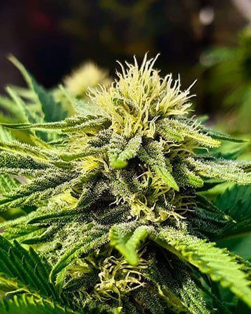 White Russian Seeds - Potent Genetics Hybrid | Grower's Choice