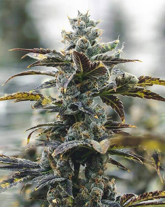 Strawberry Cough Seeds - Sweet Berry Aroma, Unique Genetics | Grower's ...