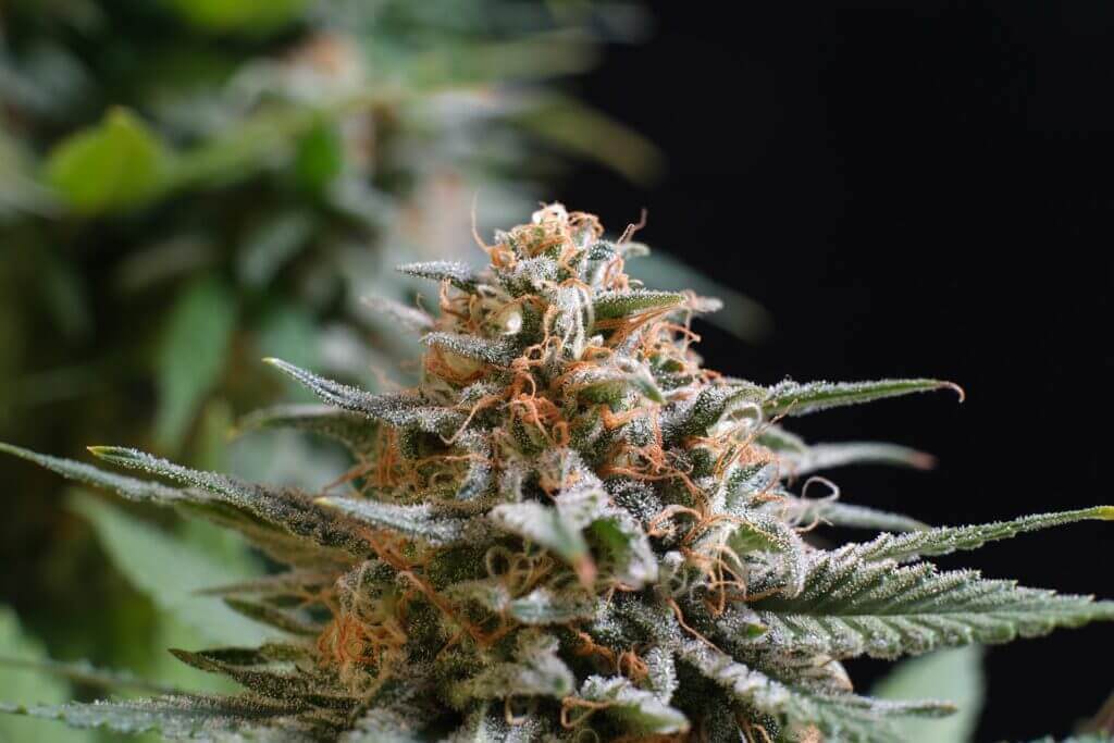 Buy Premium Candy Cream Seeds Online