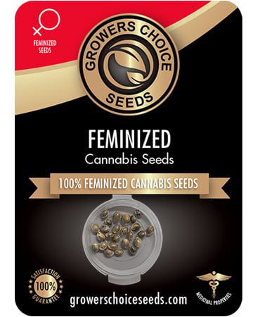 Grape Stomper Seeds - Complex Genetics | Grower's Choice