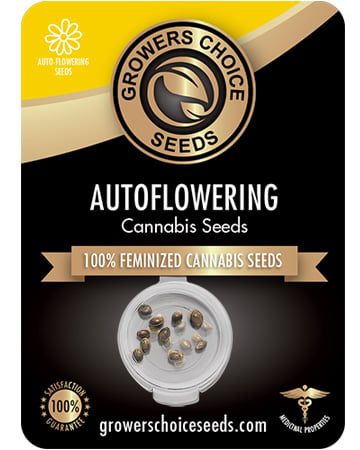 Mimosa Seeds Autoflower - Clementine x Purple Punch | Grower's Choice